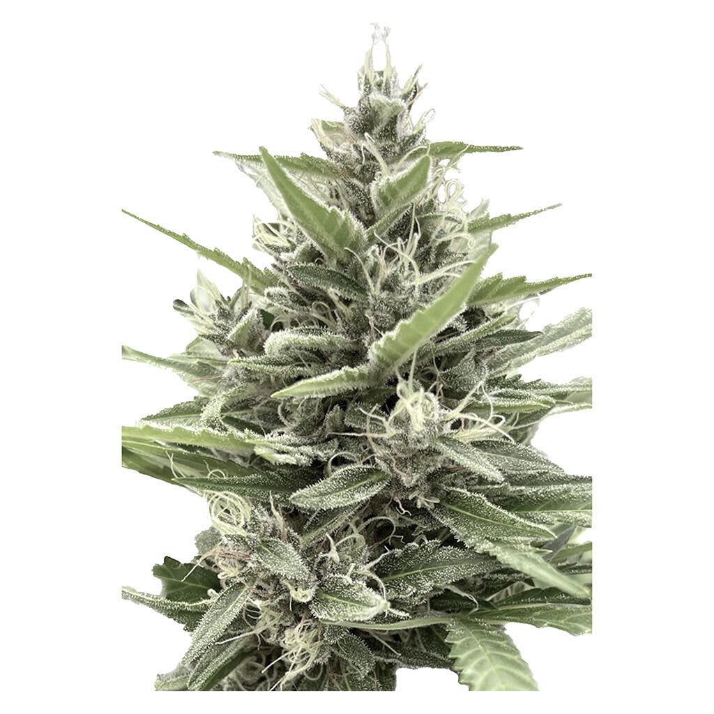 Modified Animal Cookies - Feminized 1 Pack Seeds | Montrose Cannabis