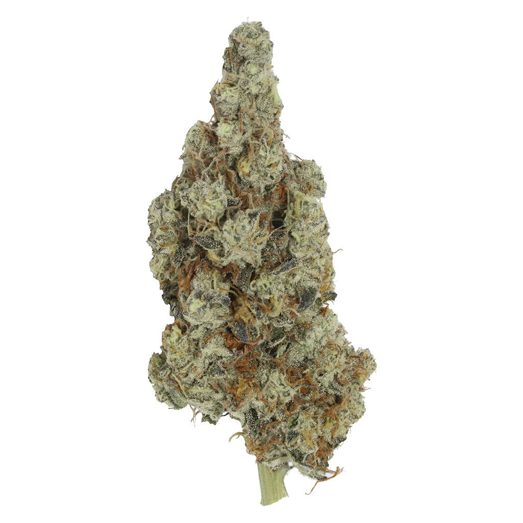Northern Tropic 7g Indica 31.6% | 3.40% Terps | Montrose Cannabis